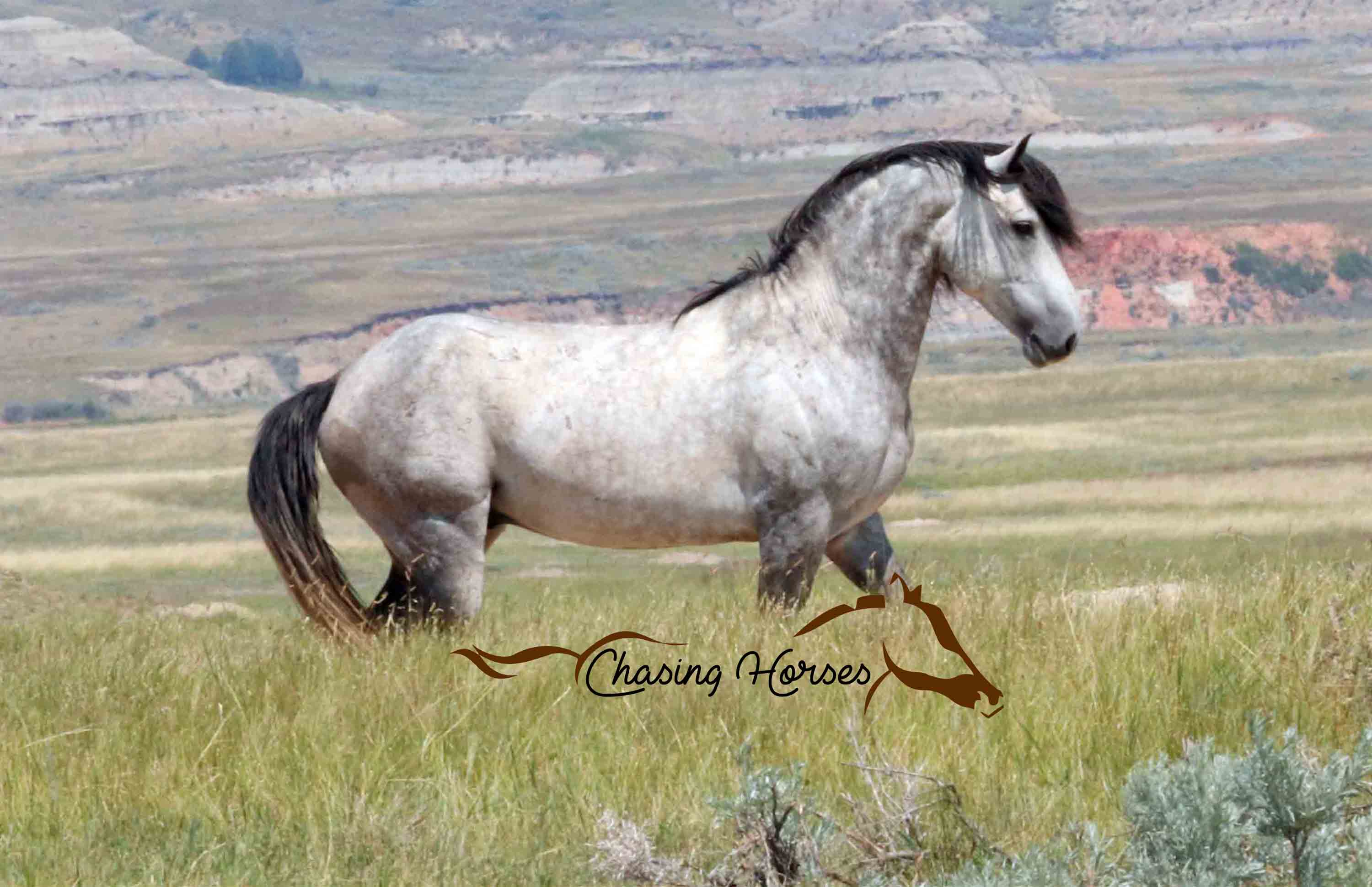 Chasing Horses – Chasing Horses