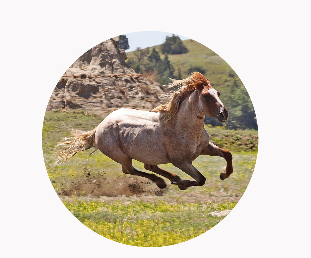 What's New at Chasing Horses? – Chasing Horses