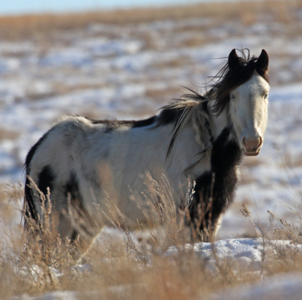 Chasing Horses Custom Merchandise